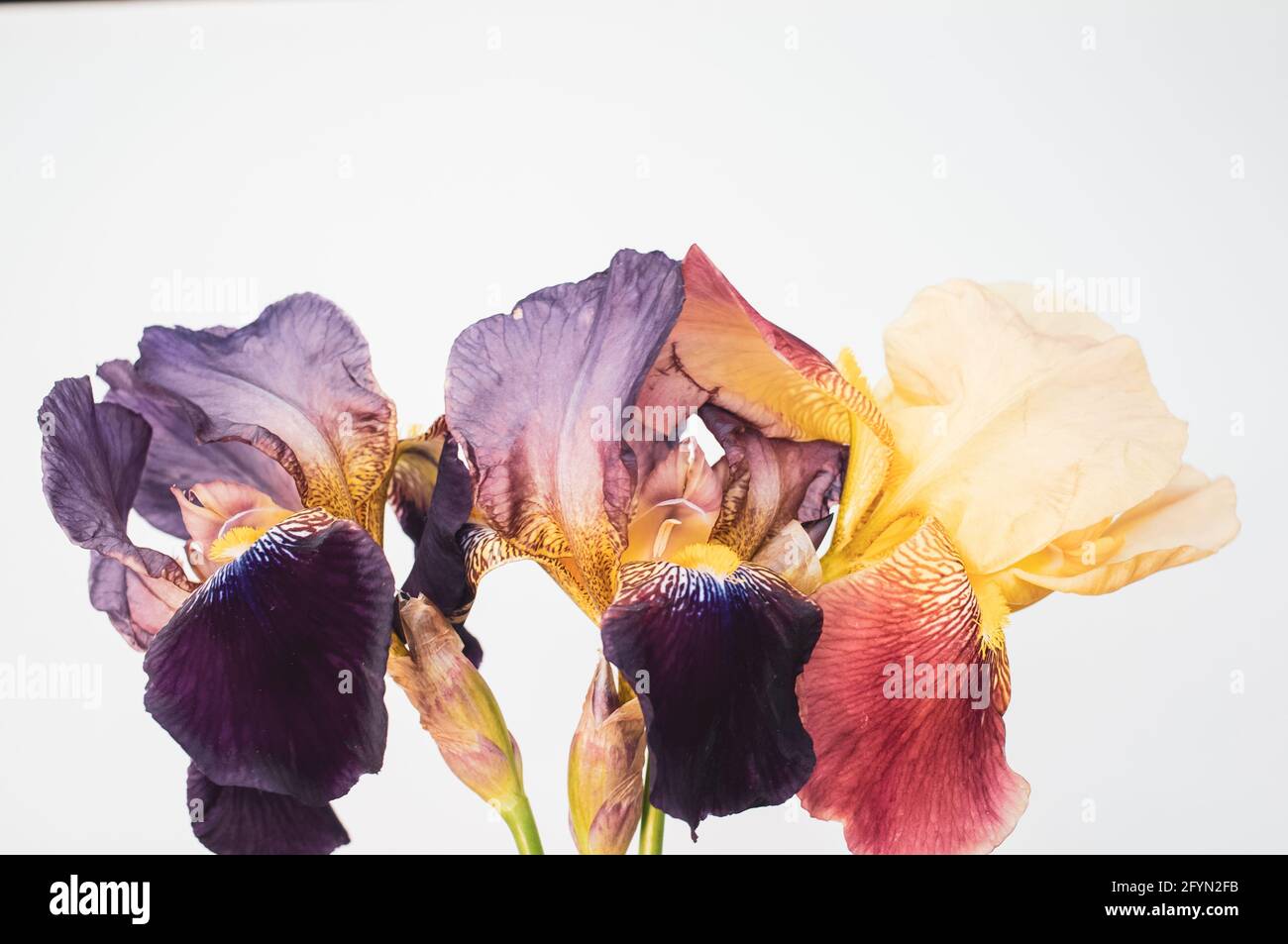 Closeup of drying irises isolated on a gray background with space for ...