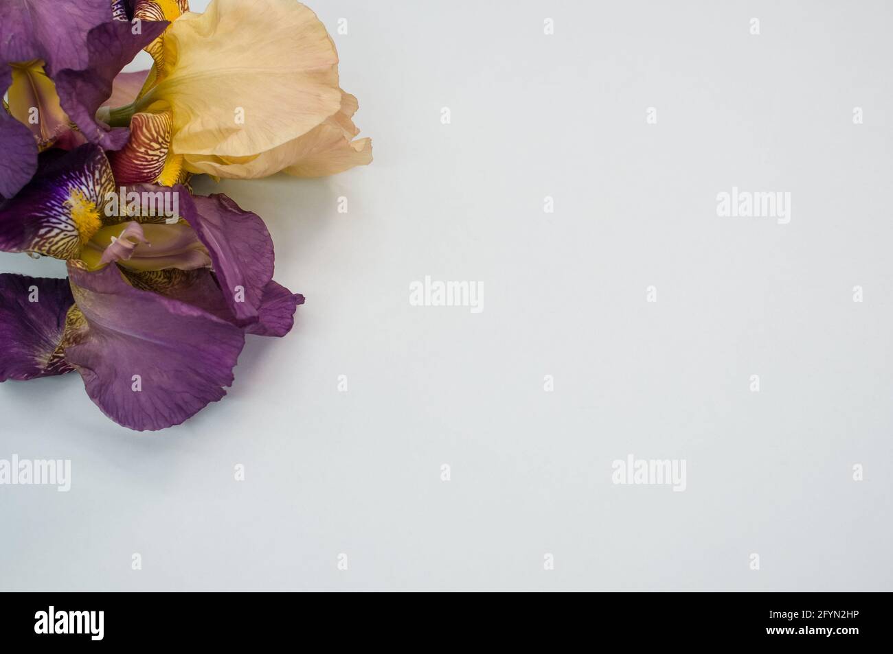 Purple and white iris flowers with copy space isolated on light gray ...