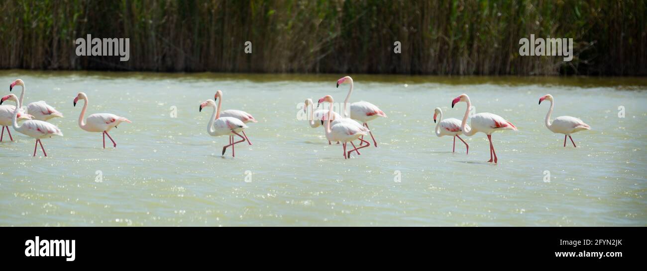Pink flamingos walking in lagoon hi-res stock photography and images ...