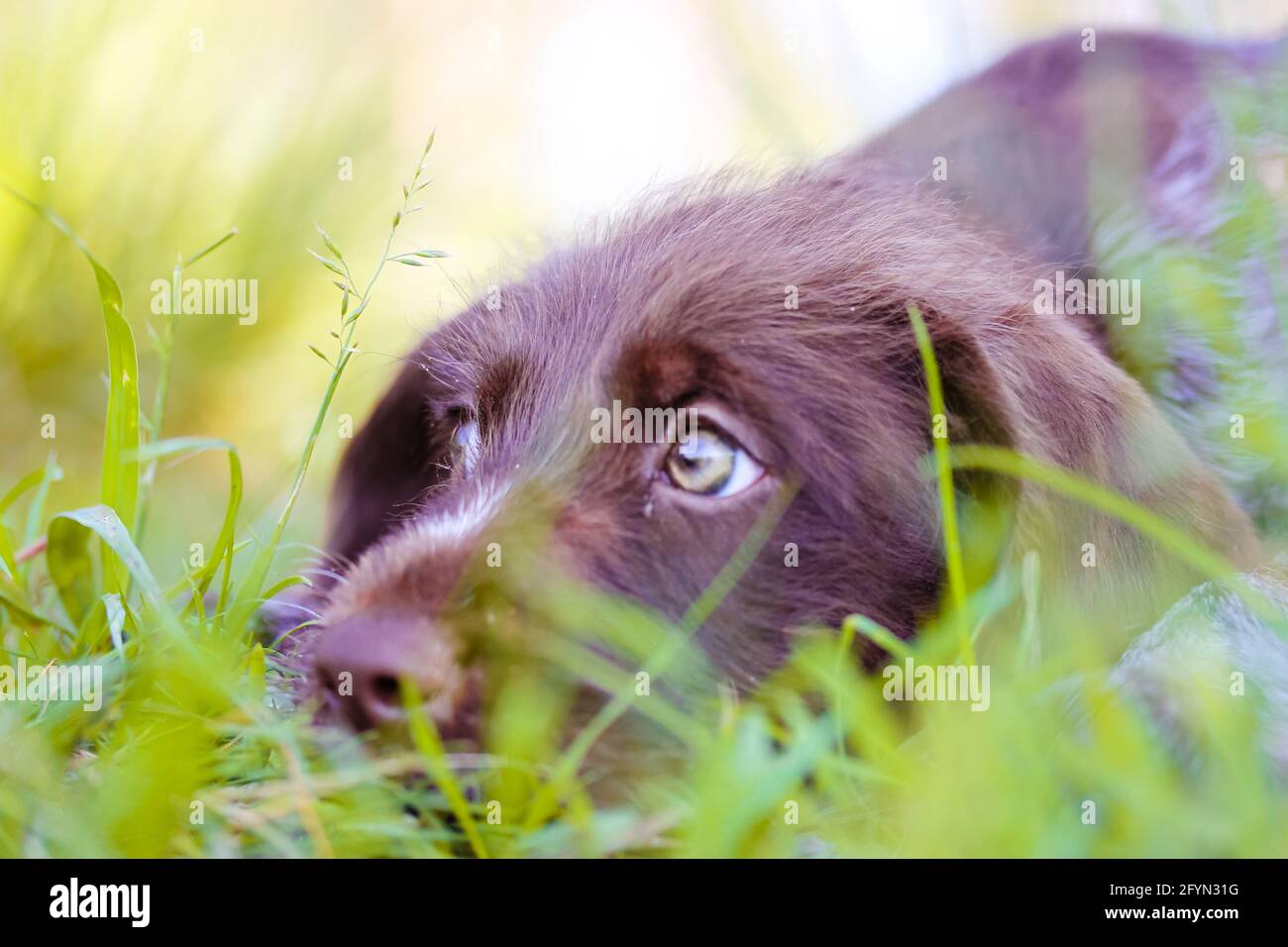 Sad Dog Eyes High Resolution Stock Photography and Images - Alamy