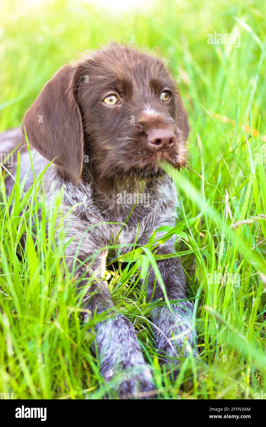 Deutsch drathaar hi-res stock photography and images - Alamy