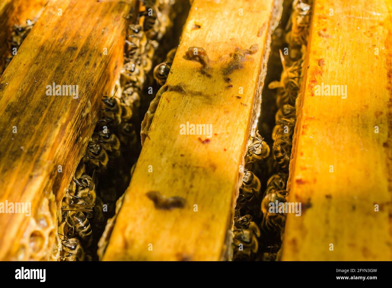 Many Honey Bees In A Bee- Hive. Many honey bees in a bee- hive are ...