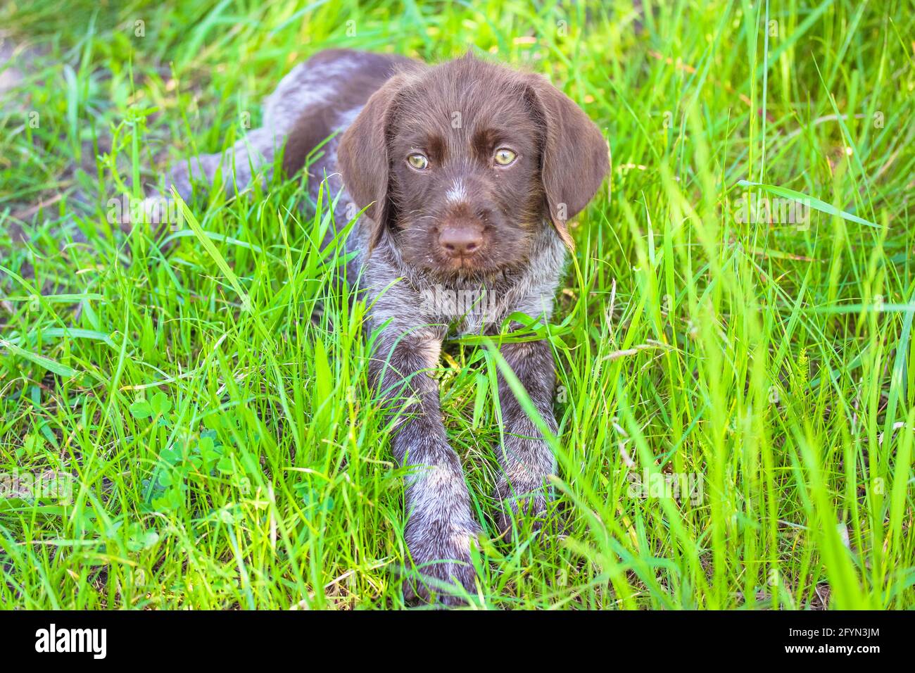 Deutsch Drahthaar Brown