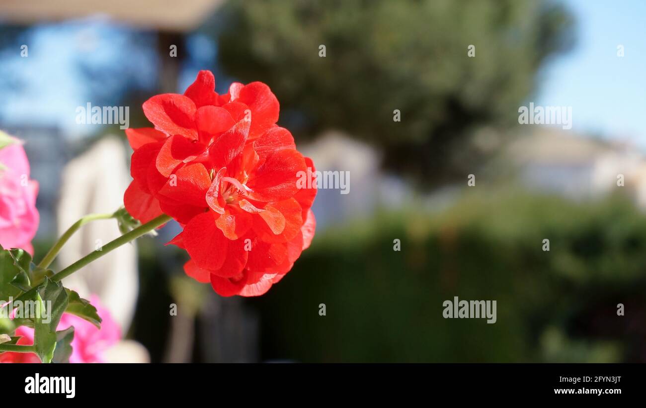 Bright red geraniums flower close up Blur background. High quality ...
