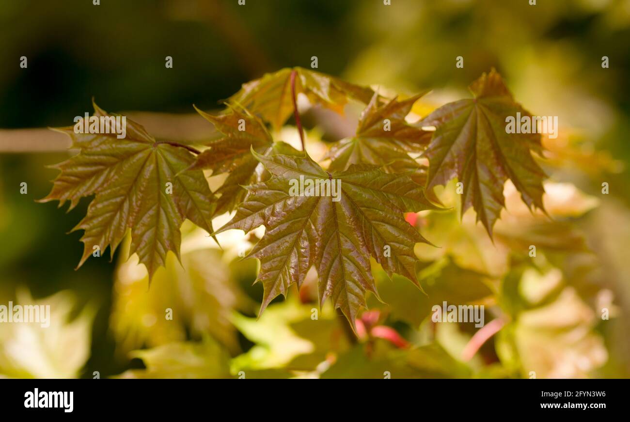 The sharply pointed leaves of the Norway Maple emerge in spring. One of ...