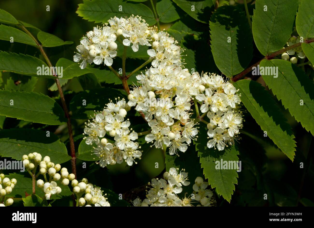 Uk native tree planting hi-res stock photography and images - Alamy