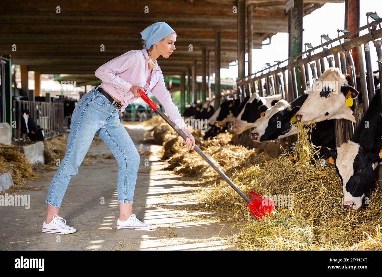 Young woman farmer with shovel working and taking care cows at cowhouse ...