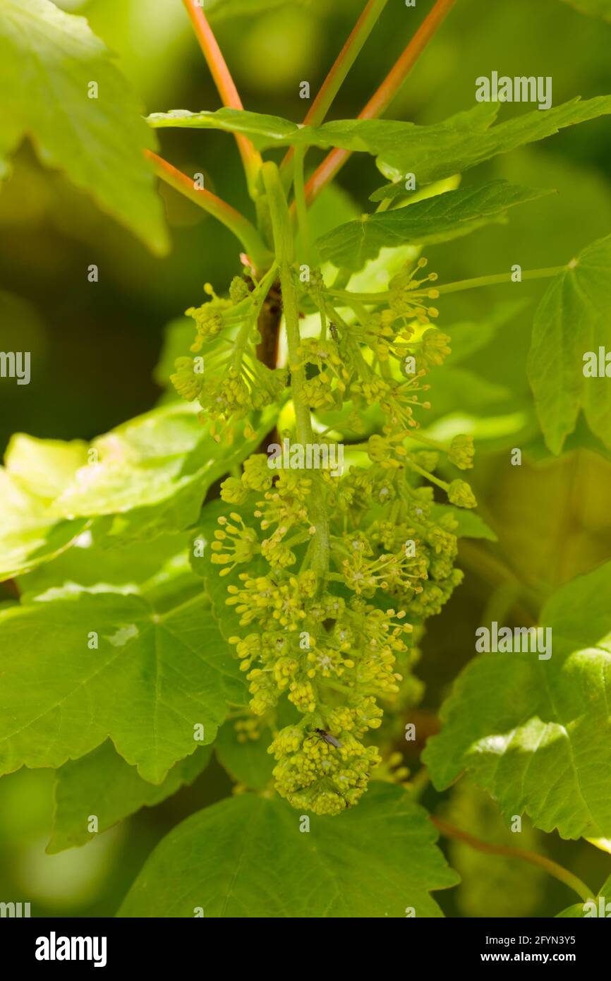 In spring the prolific clusters of yellowish Sycamore flowers are ...