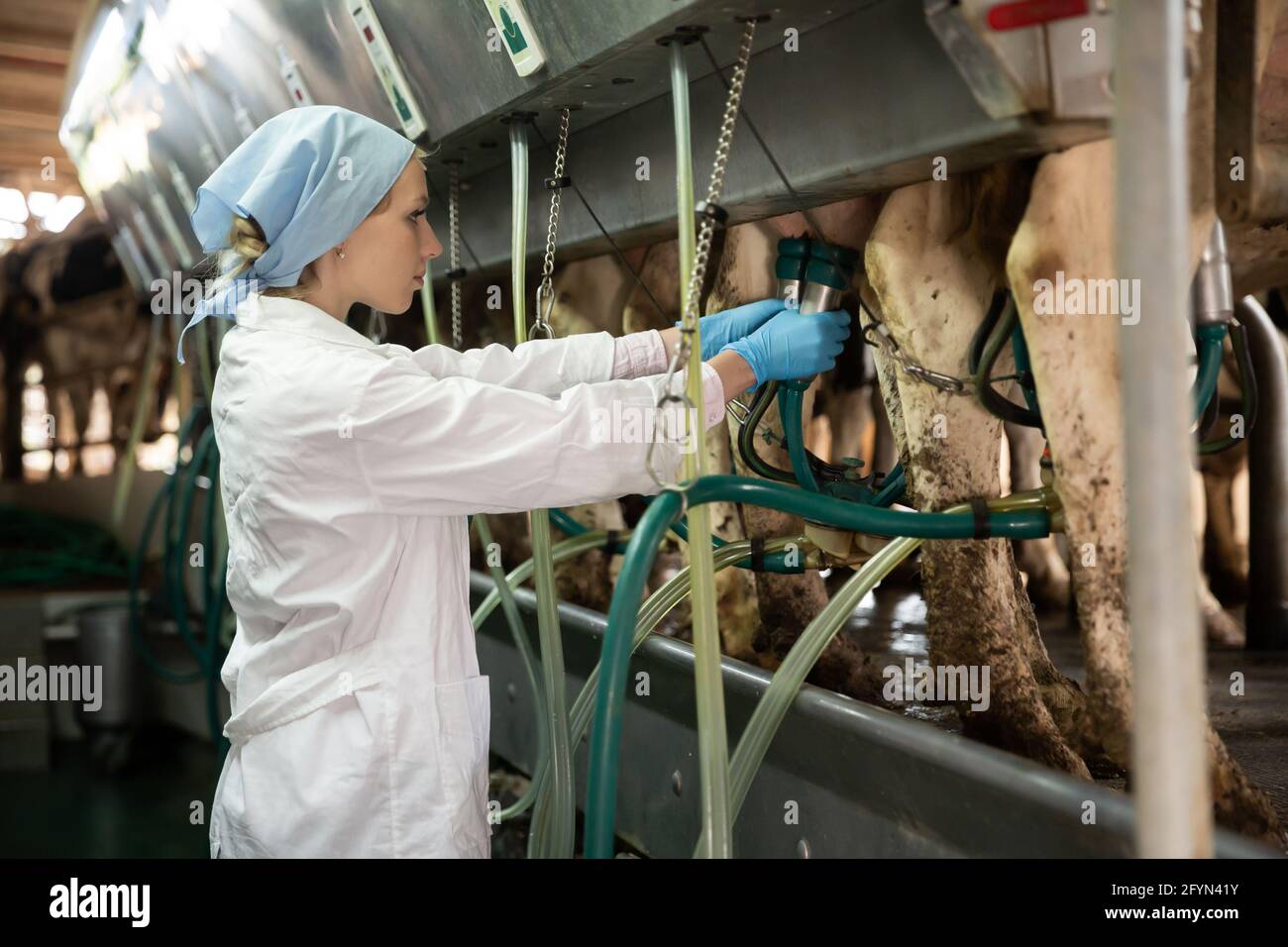 Portrait of skilled dairy-woman working in cowshed, preparing for ...