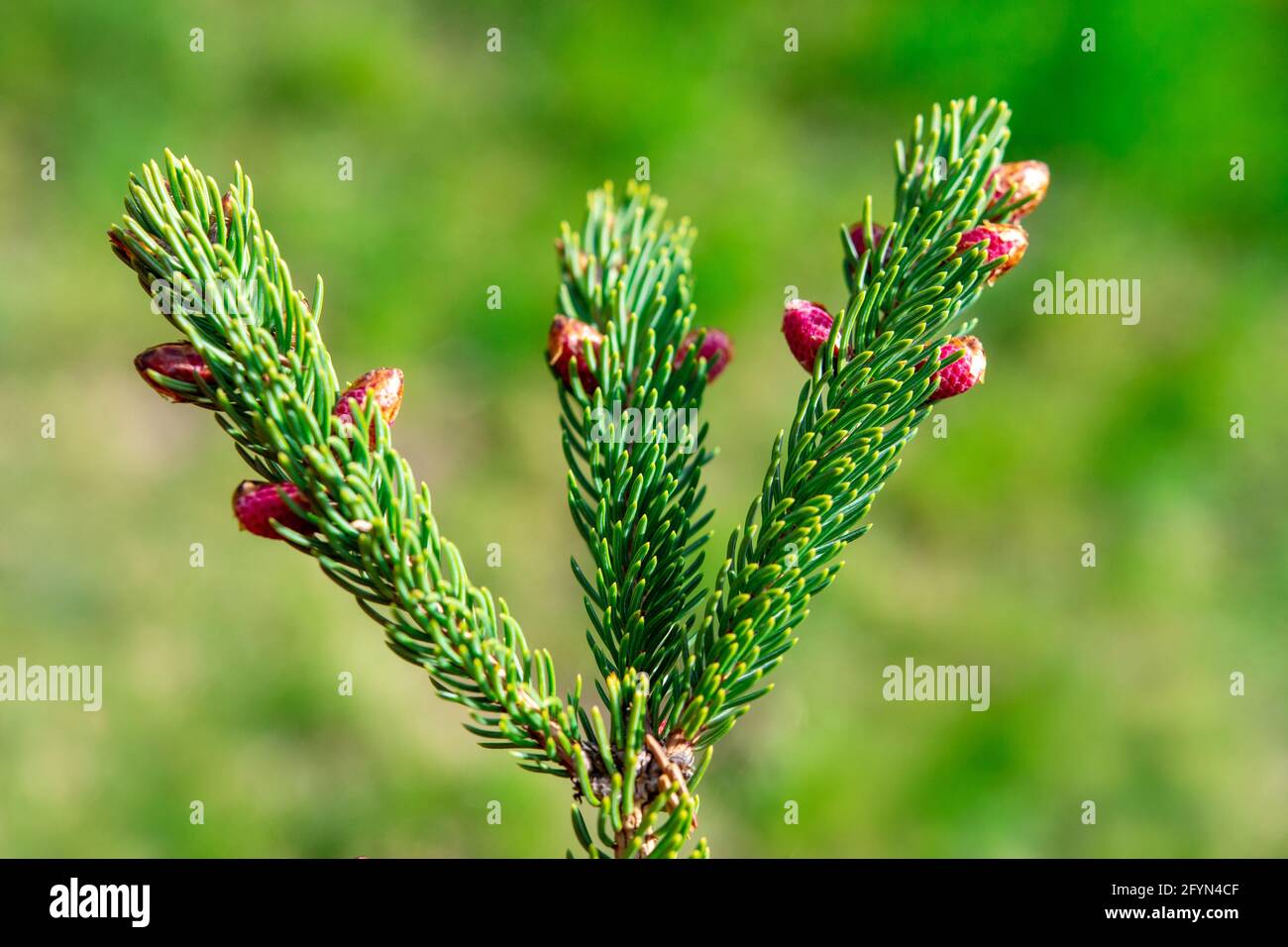 Fresh pine tree branch with needles and red pine cones Stock Photo - Alamy