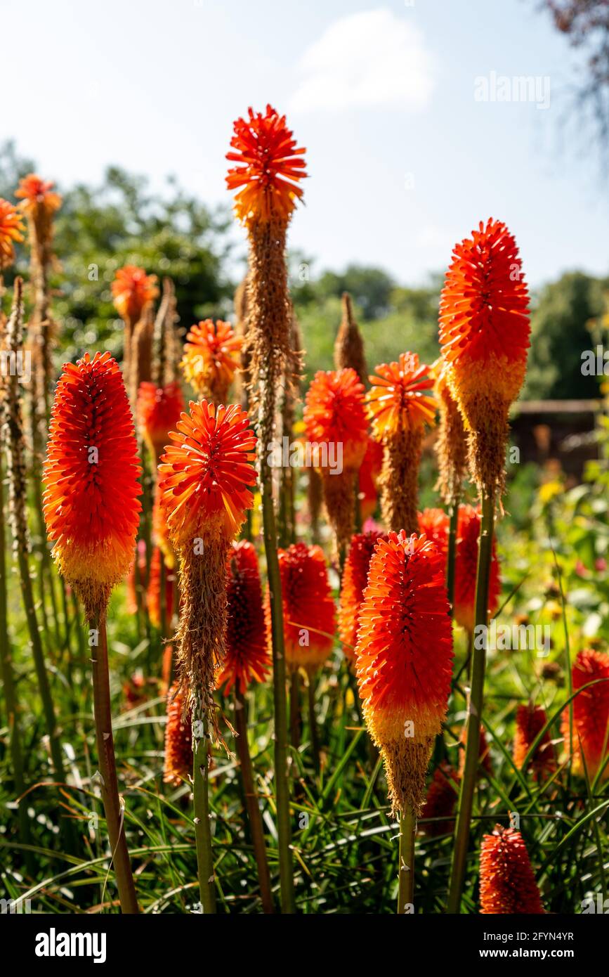 Native flowers new zealand orange hi-res stock photography and images ...