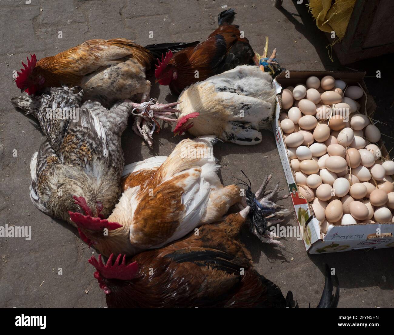 Port of chickens hi-res stock photography and images - Alamy