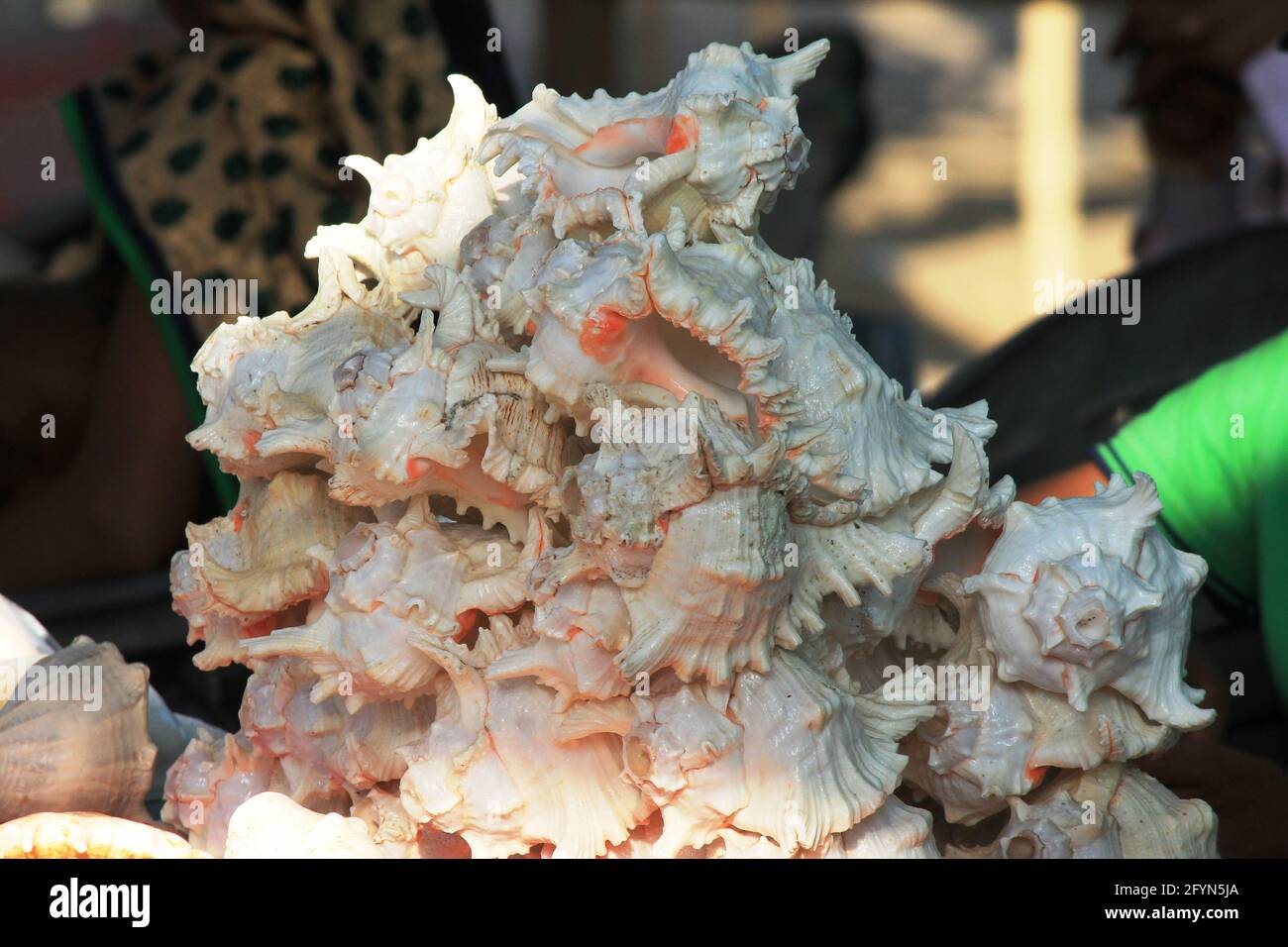 Closeup shot of beautiful tropical seashells Stock Photo - Alamy