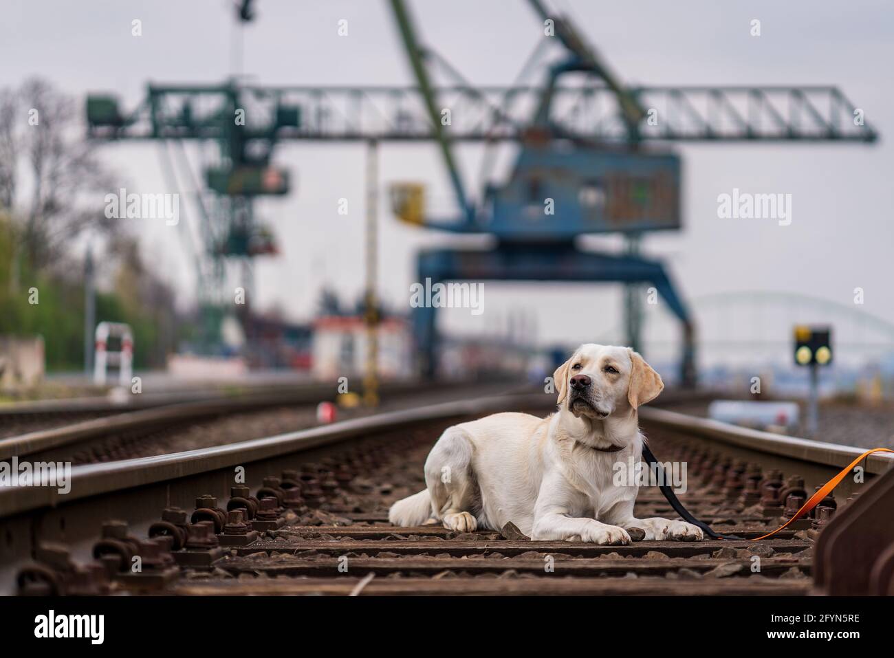 Portrait of a dog on railroad tracks. Labrador Retriever Stock Photo ...