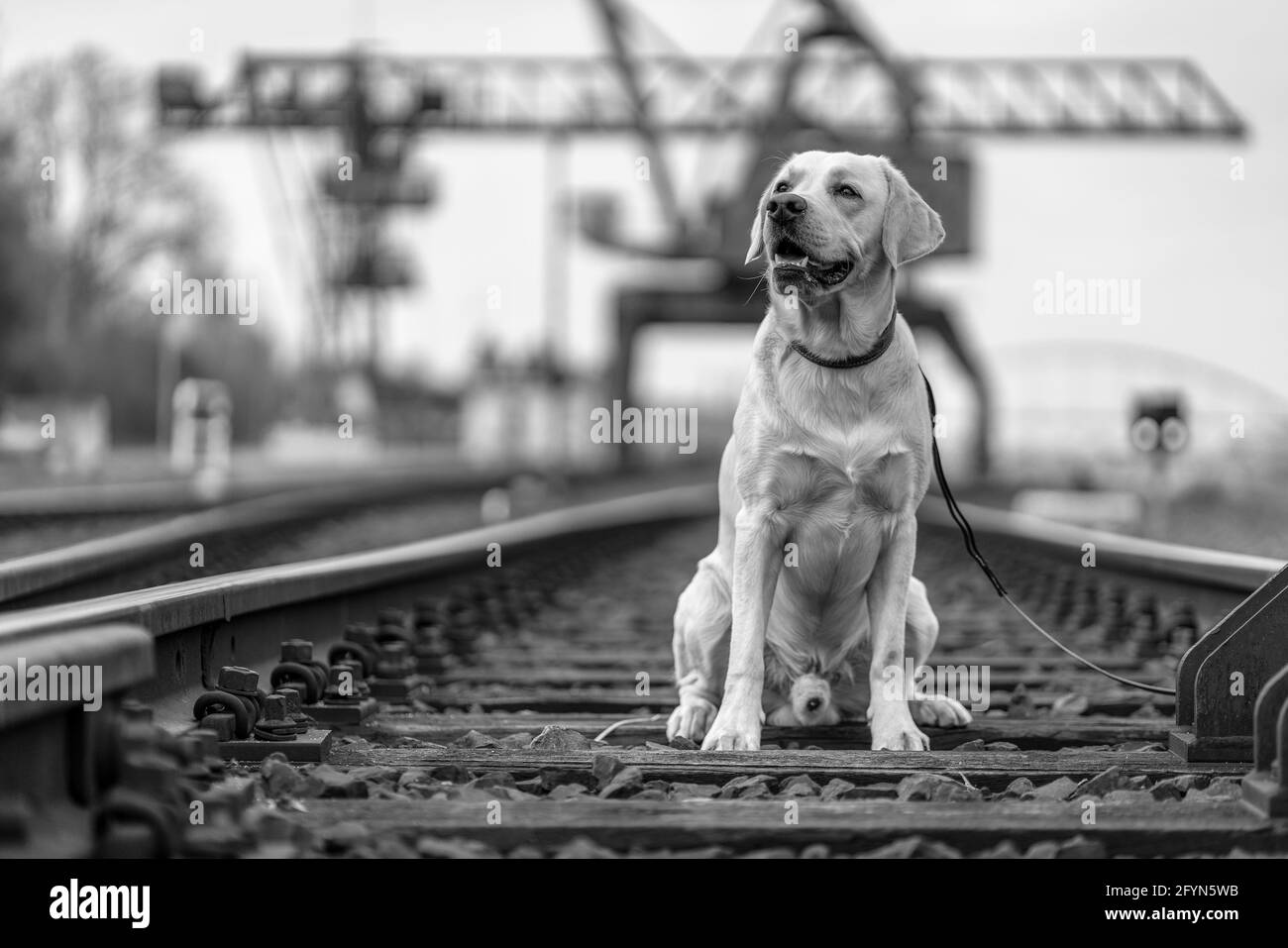 Abstract of railroad tracks in black and white hi-res stock photography ...