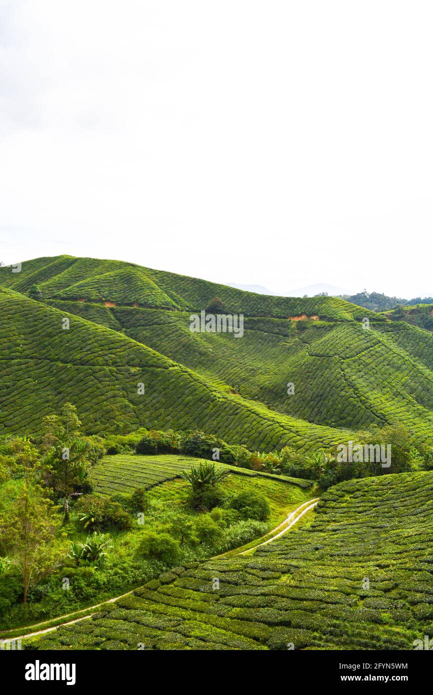 Tea tasting hi-res stock photography and images - Alamy