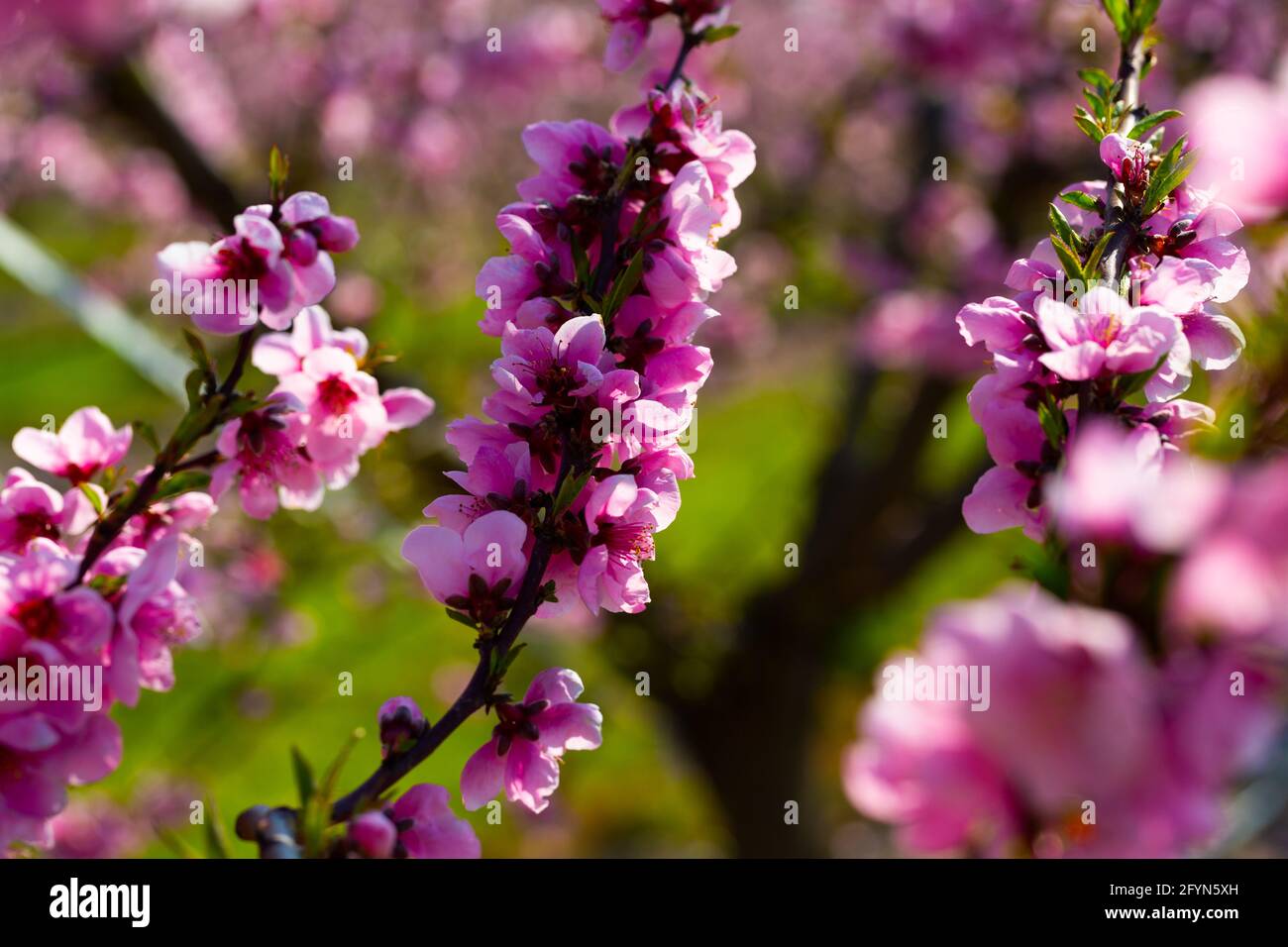 Flowering peach trees on field at sunny day Stock Photo - Alamy