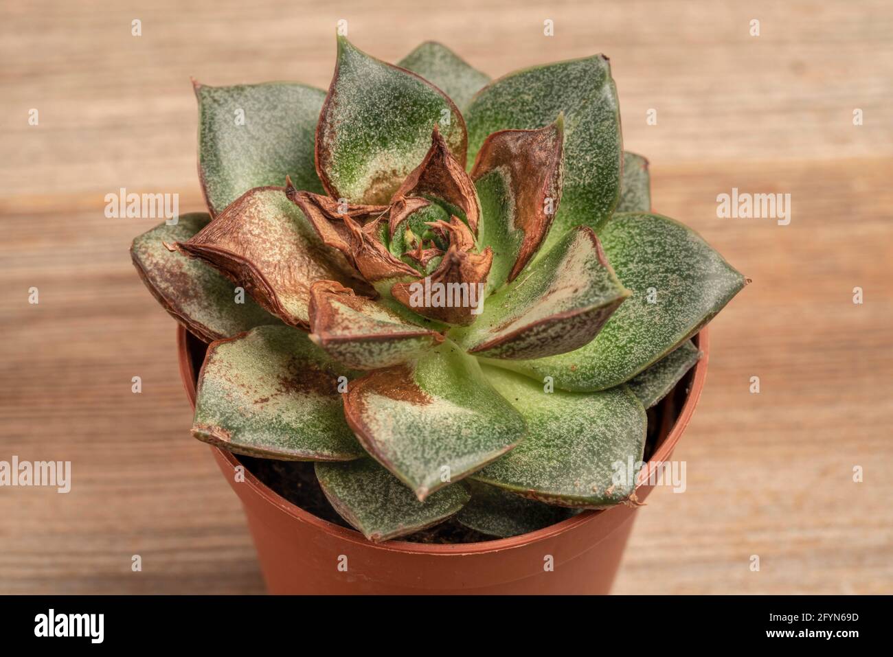 Dried up cactus hi-res stock photography and images - Alamy