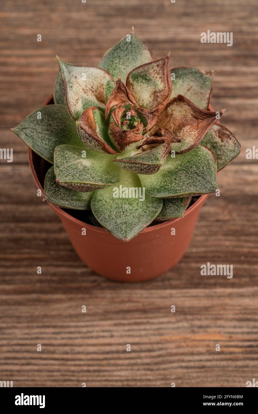 Dried up cactus hi-res stock photography and images - Alamy