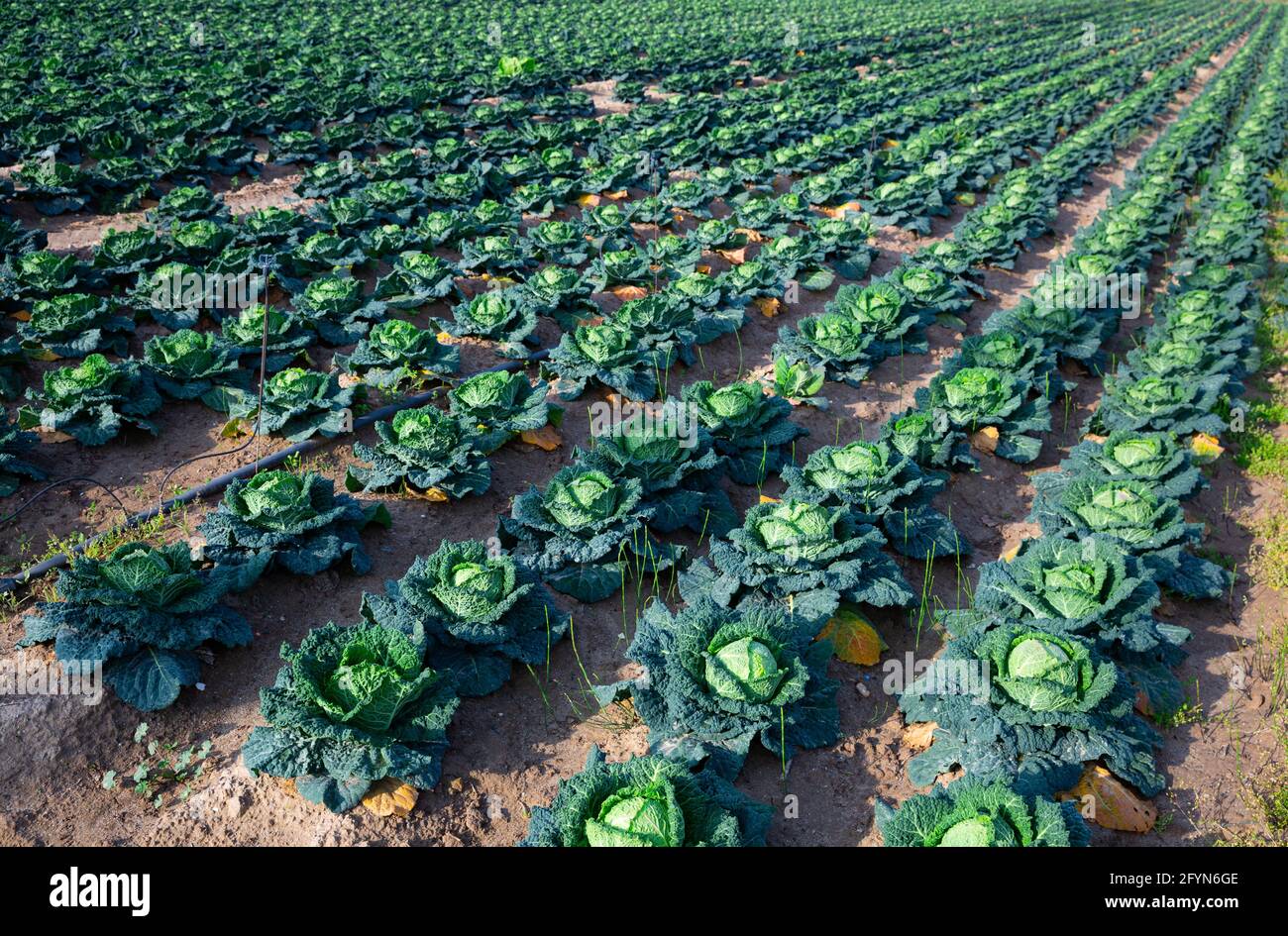 Growing white cabbage in rows in a farm field on a spring sunny day ...