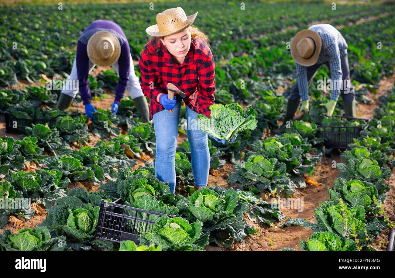 Busy young female farmer gathering crop of savoy cabbage on farm field ...