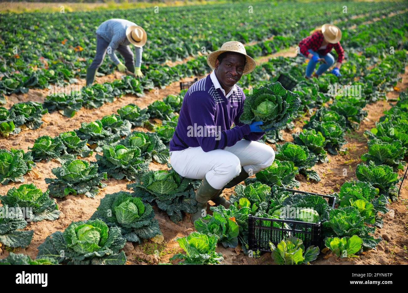 African american farm worker posing on farm plantation with ripe savoy ...