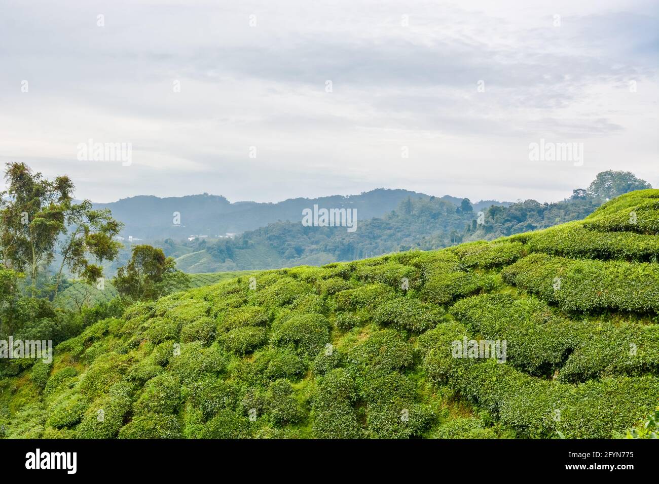 Tea tasting hi-res stock photography and images - Alamy