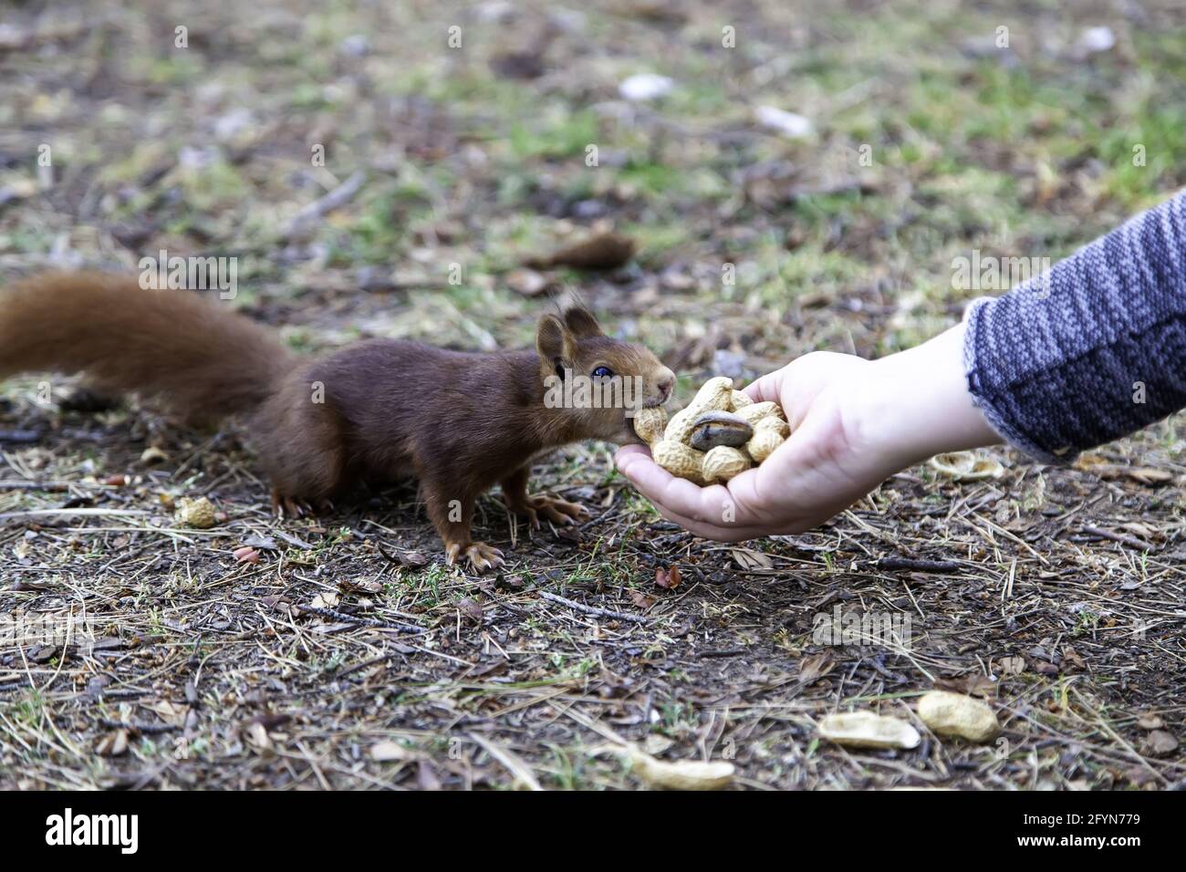 Detail of wild animal in freedom, nature and life Stock Photo - Alamy