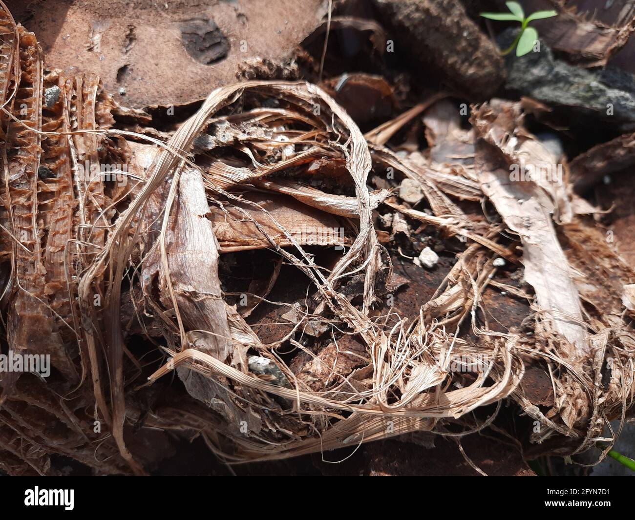 Banana stump fibers on ground after cut Stock Photo - Alamy