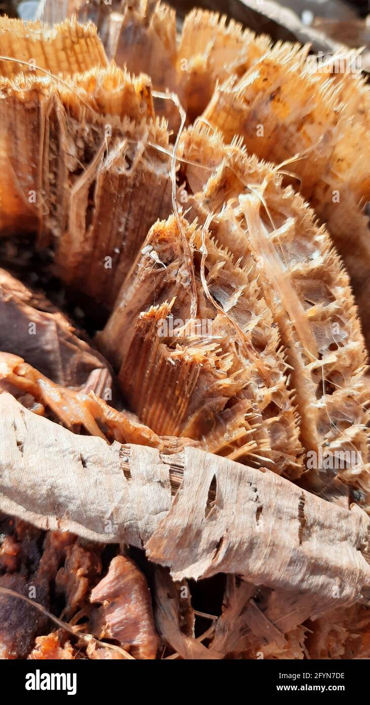 Banana stump fibers in full frame and macro closeup for backgrounds ...