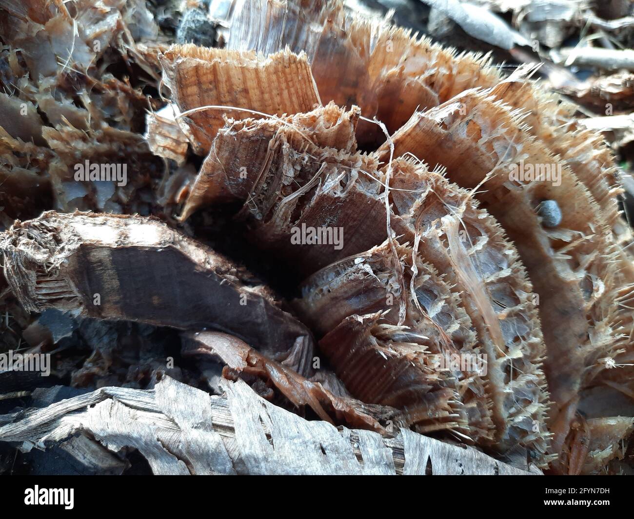 Banana stump fibers in full frame and closeup for backgrounds Stock ...