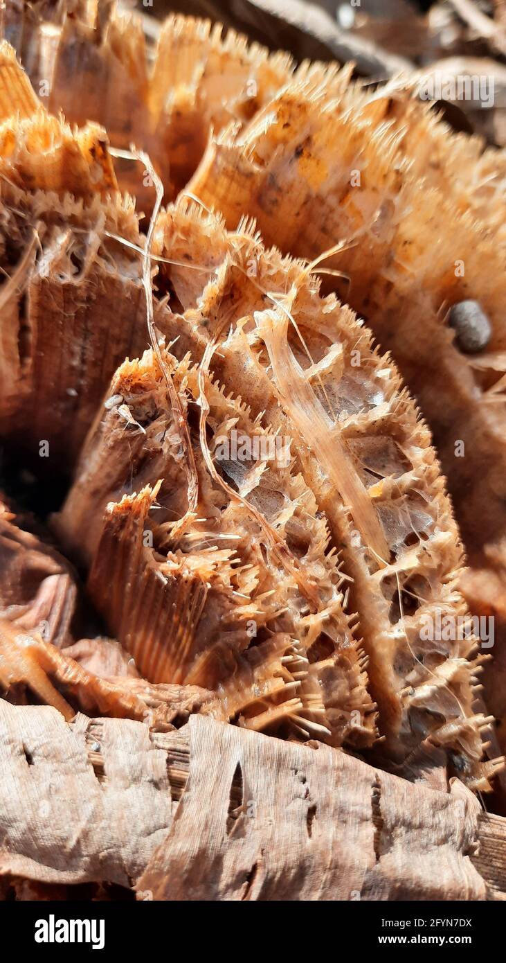Banana stump fibers in full frame and macro closeup for backgrounds ...