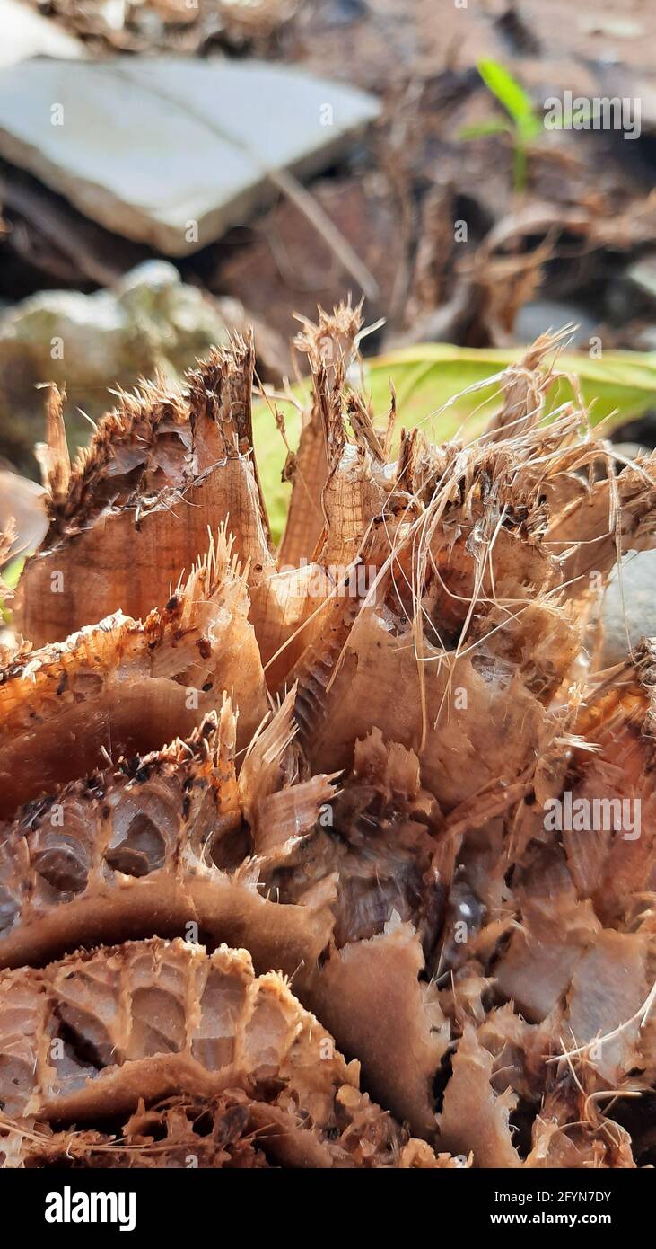 Banana stump fibers in full frame and closeup for backgrounds Stock ...