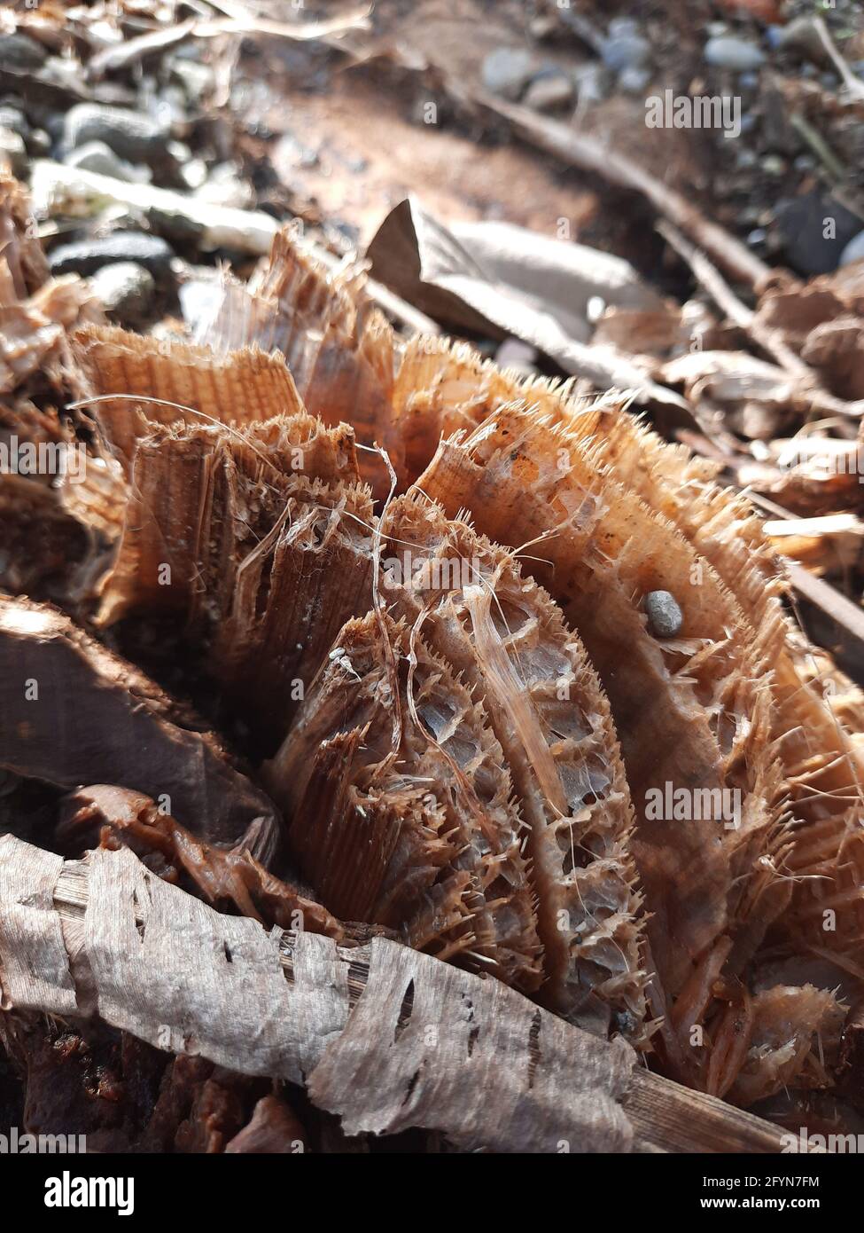 Banana stump fibers in full frame and closeup for backgrounds Stock ...