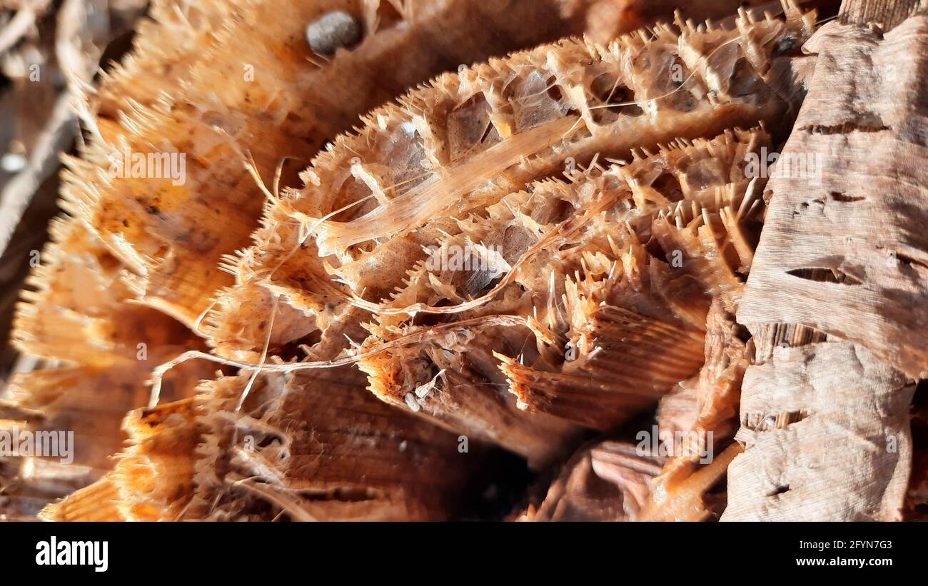 Banana stump fibers in full frame and macro closeup for backgrounds ...