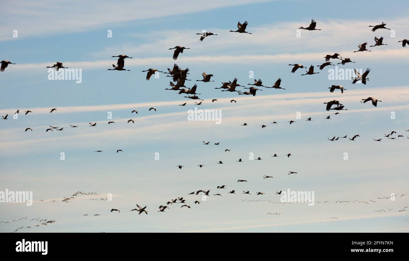 Flight of migrating cranes in cloud sky Stock Photo - Alamy