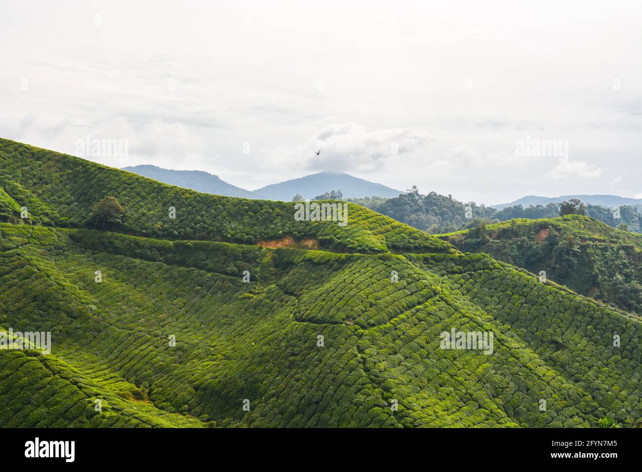Tea tasting hi-res stock photography and images - Alamy