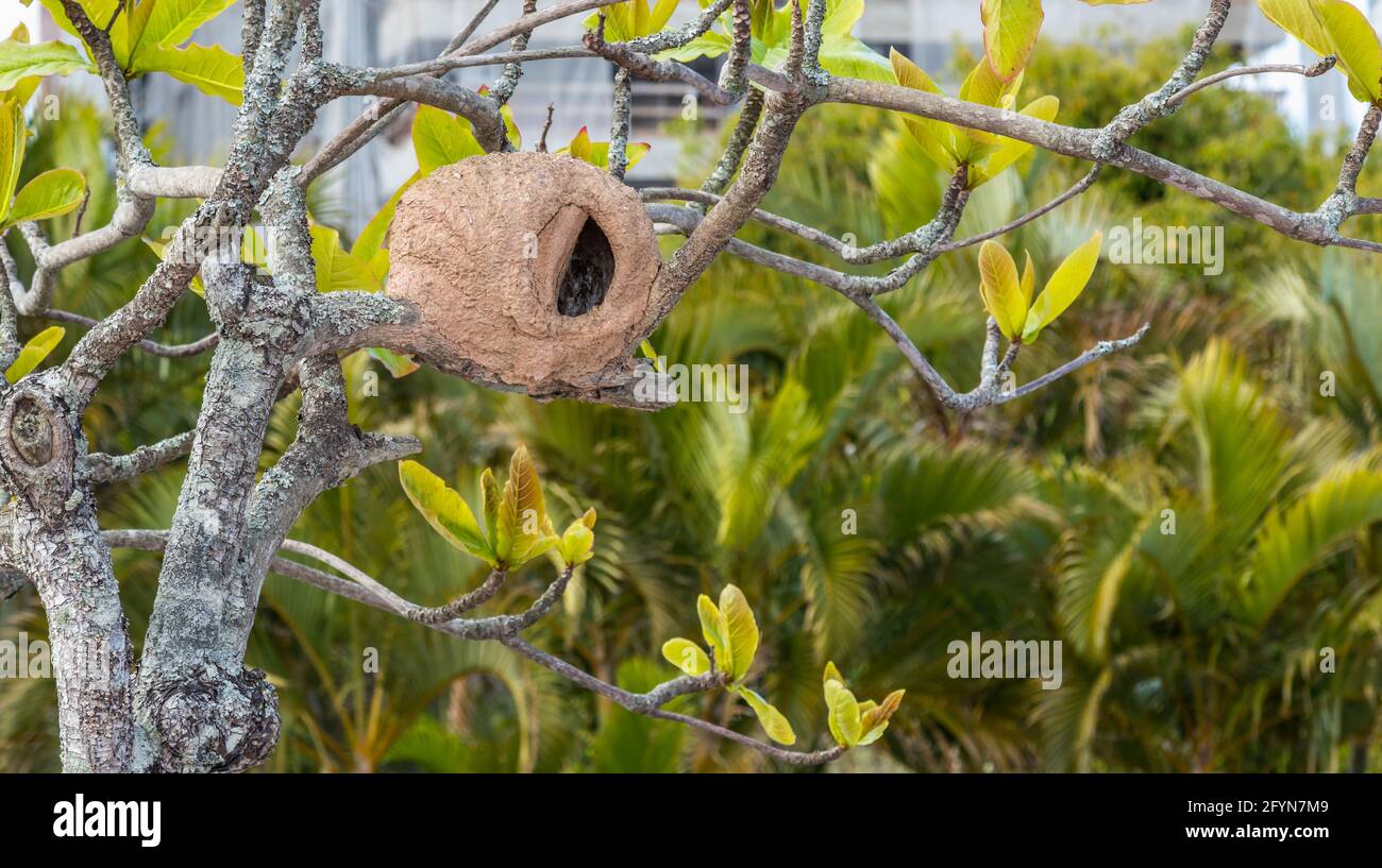 Clay nest of Rufous Hornero bird Stock Photo - Alamy