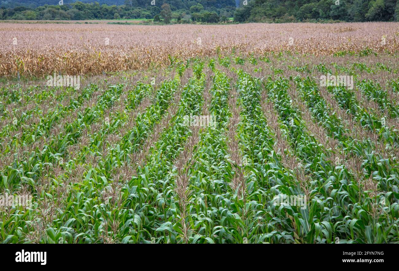 Cabbage plantation in a rural area in Brazil Stock Photo - Alamy