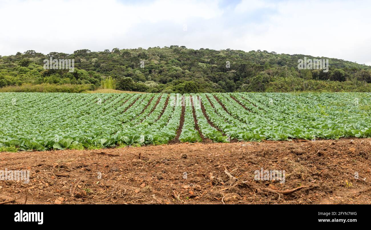 Cabbage plantation in a rural area in Brazil Stock Photo - Alamy
