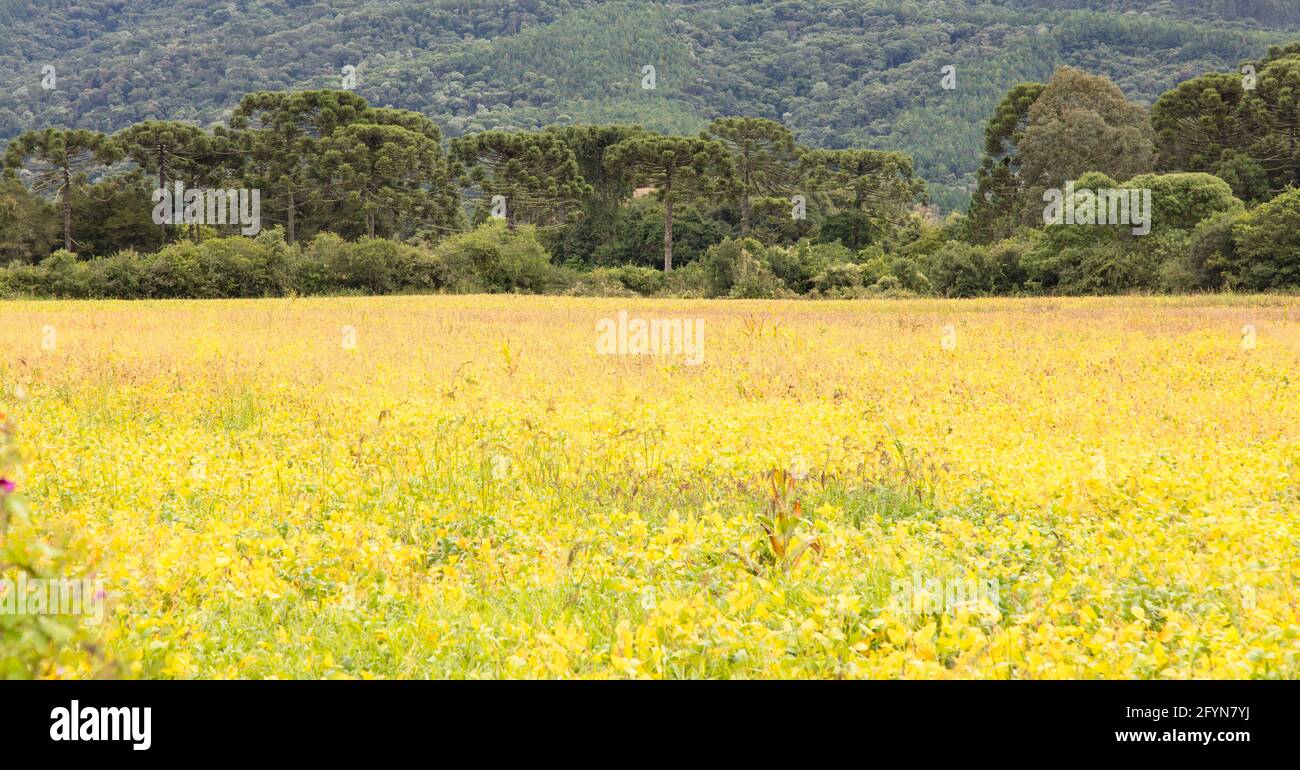 Beautiful scenery of a rural area landscape in Brazil Stock Photo - Alamy