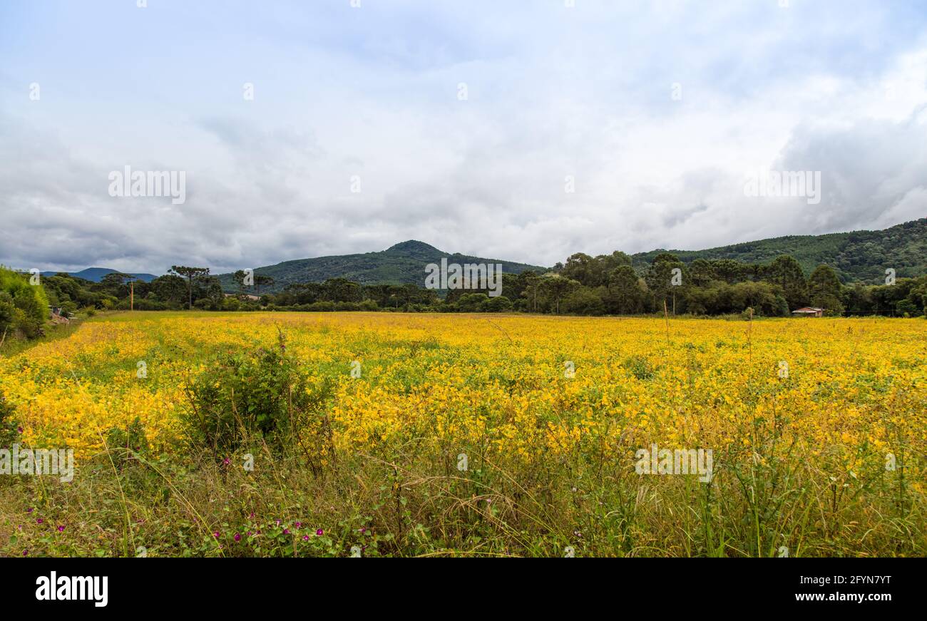 Beautiful scenery of a rural area landscape in Brazil Stock Photo - Alamy