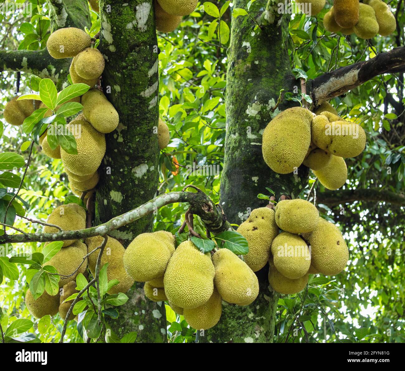 Jackfruit tree flower hi-res stock photography and images - Alamy