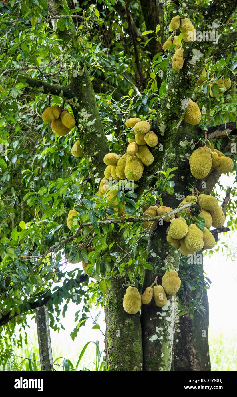 Jackfruit tree flower hi-res stock photography and images - Alamy