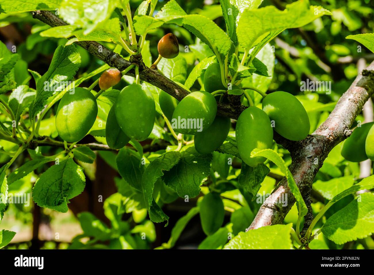 Unripe fruits on plum hi-res stock photography and images - Alamy