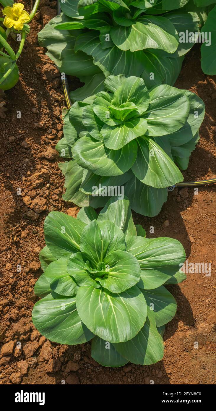 Close up top view of Bok Choy ,Brassica Rapa, Chinese cabbage with ...