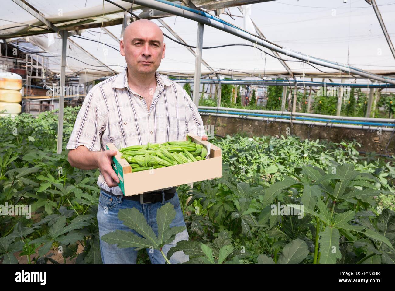 Man professional gardener holding crate with okra in sunny greenhouse ...