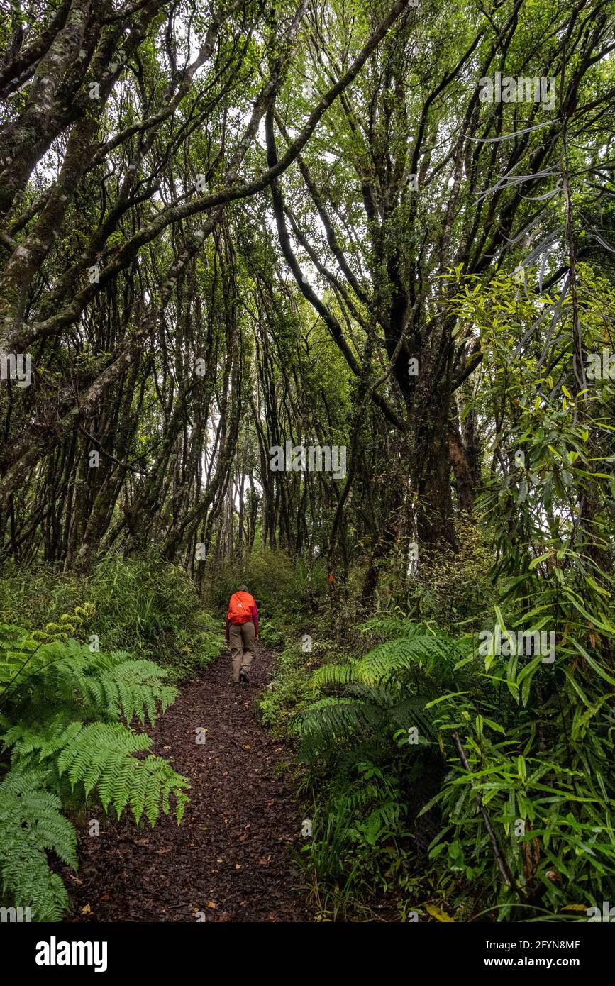 Te Urewera National Park, New Zealand Stock Photo - Alamy