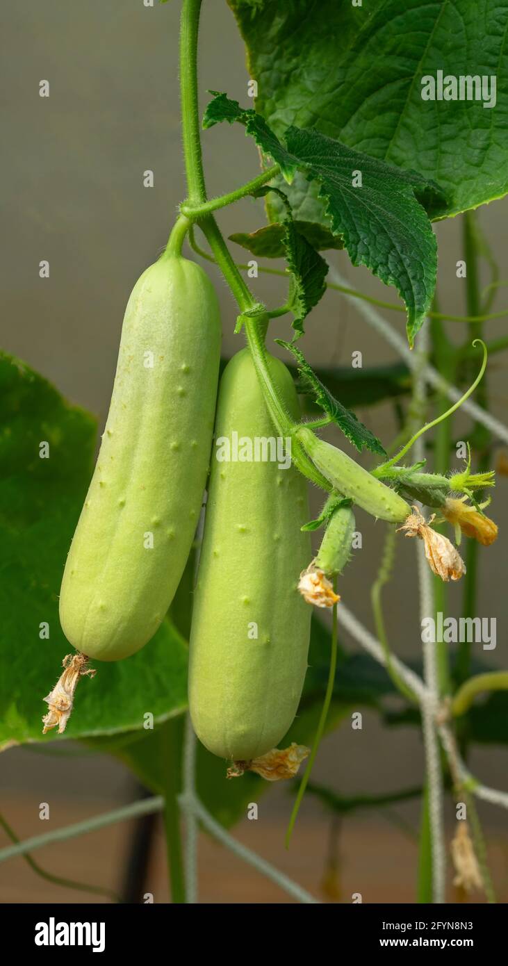Close up showing pair of light green cucumbers, Cucumis Sativus ...