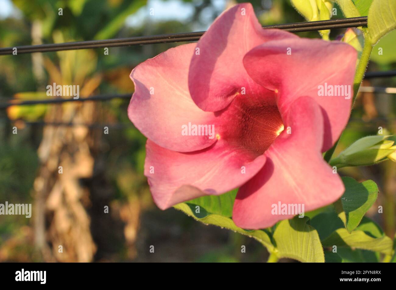 Beautyflower hi-res stock photography and images - Alamy